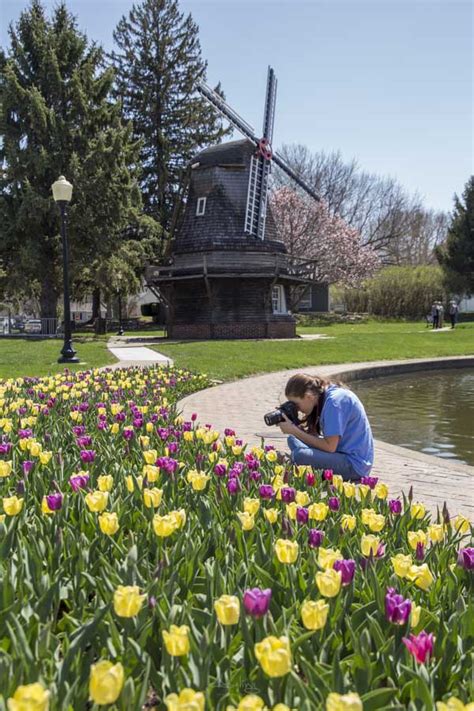 Tulip Festival Pella Ia At Daniel Armes Blog