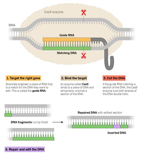 8 Gene Editing Companies To Consider For Your Portfolio