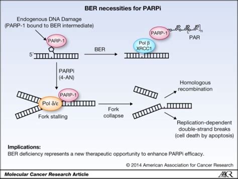 Genetics Signaling Pathway Creative Diagnostics