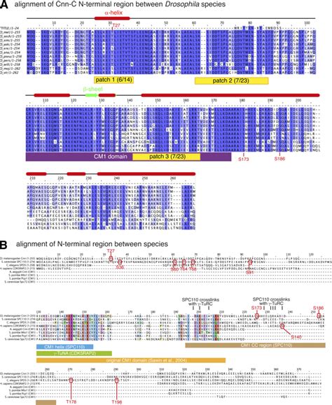 Protein Alignments Of N Terminal Regions Of Cm1 Domain Proteins A An