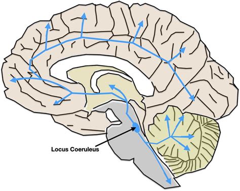 Depression I Neuroanatomy Of Depression Nybys Nerdy Neuroscience