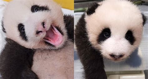 내 마음 속 원픽 쌍둥이 아기 판다 이름 후보 10쌍이 공개됐고 1차 투표가 한창 진행 중이다