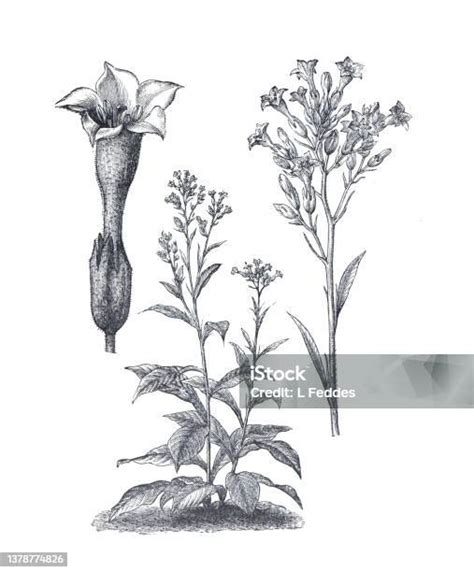 니코티아나 타바쿰 또는 재배 담배 약용 식물 유기농 식품 공장 손으로 그린 빈티지 일러스트레이션 쿠바에서 연기 공장 담배 작물에