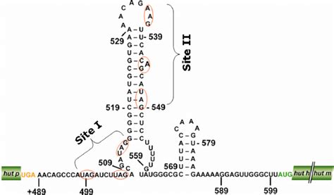 The Proposed Hut Mrna Terminator Structure The Stop Codon Of The Hutp