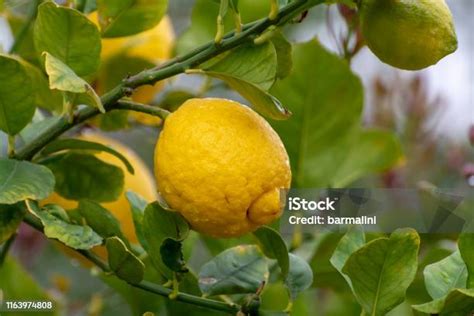 잘 익은 노란색 레몬 비에 물 방울나무에 매달려 열대 감귤류 0명에 대한 스톡 사진 및 기타 이미지 0명 감귤류 과일 계절 Istock