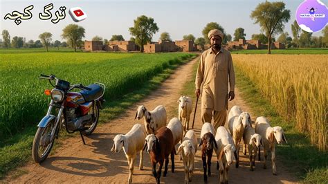 Trag Kacha Aalam Khan Wala Village Life Vlogs Youtube