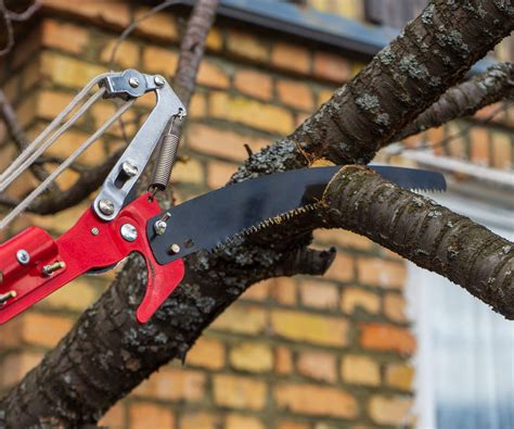 Tree Pruning Mistakes To Avoid Making In Your Backyard Homes And Gardens
