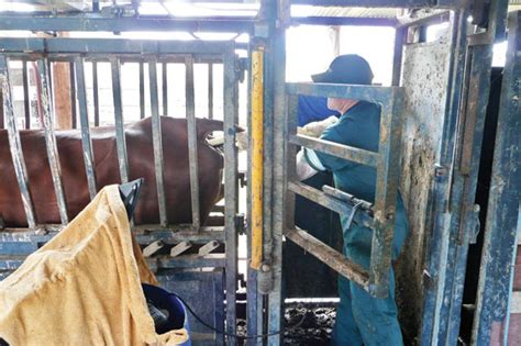 Pregnancy Testing New Technology Provides Several Options Ag Proud