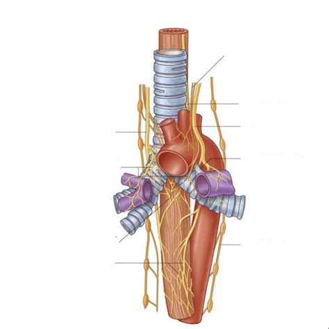Pulmonary Plexus Diagram Quizlet
