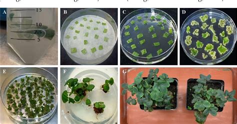 Figure 1 From An Efficient Agrobacterium Mediated Genetic