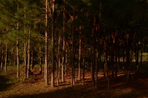 무료 이미지 식물 공동체 자연 경관 목재 트렁크 육상 식물 낙엽송 경치 가문비 나무 전나무 숲 잔디 가족 목초지 도로 농원 야생 생물 온화한 넓은