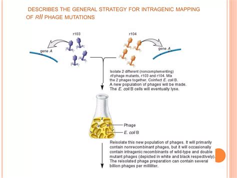 Fine Structureof Geneallelic Complementationand Split Gene Pptx