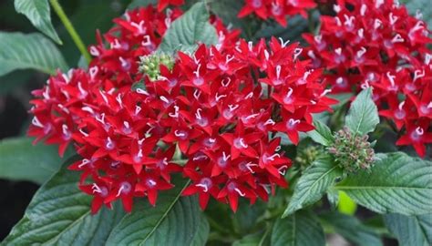 Пентас, или Египетская звезда (Pentas lanceolata): удивительное ...