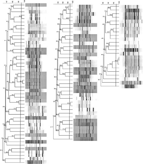 Upgma Clustering Of Strong A Moderate B And Weak C Download Scientific Diagram