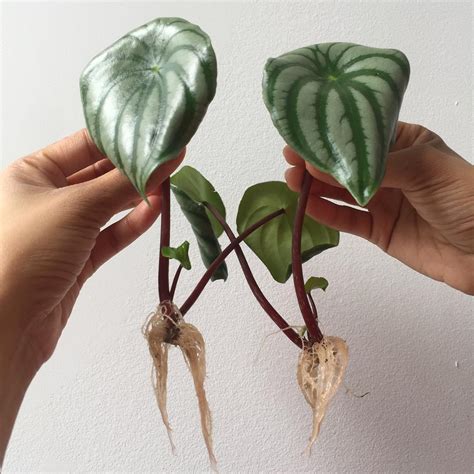 Houseplantcetra I Found Stem Cutting Propagation Is Much Faster Than Leaf Cutting Propagation