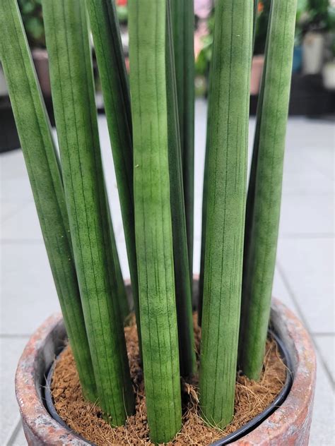 Sansevieria Cylindrica Polana u Barana