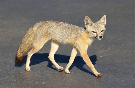 A San Joaquin Kit Fox Comes Out For A Tuesday Evening Stroll Photo Galleries