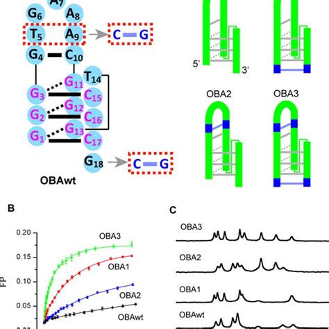 Aptamer Conjugated Gold Nanoparticle Based Colorimetric Assay