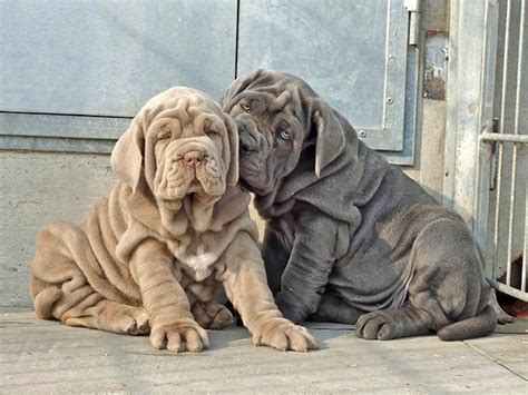 Neapolitan Mastiff Adults For Sale April