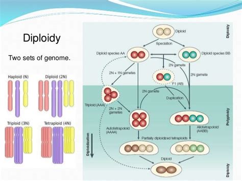 Numerical Chromosomal Aberrations