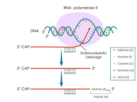 Rna Transcripts 3 End By Endonucleolytic Cleavage Crispr Biotech Engineering Posted On The