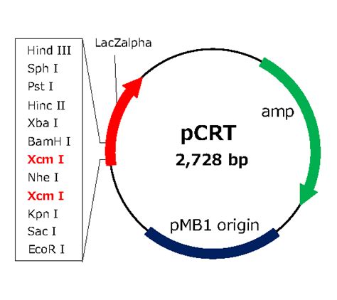 Plasmid Vector