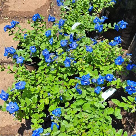 Evolvulus Glomeratus ‘blue My Mind 17cm