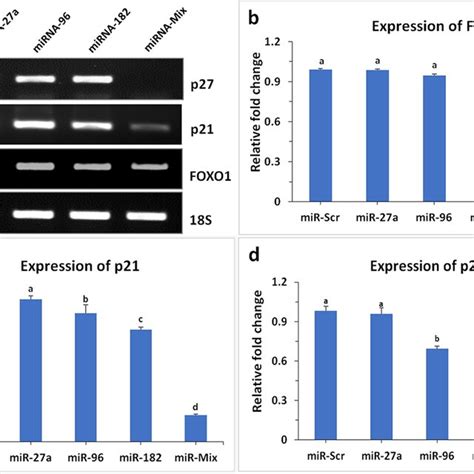 Gene Expression In Response To Transfection Of Mirnas Rt Pcr Products Download Scientific