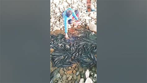 Choti Fish 🐠🐠 Youtube