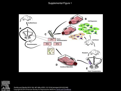 Bioengineered Uterine Tissue Supports Pregnancy In A Rat Model Ppt