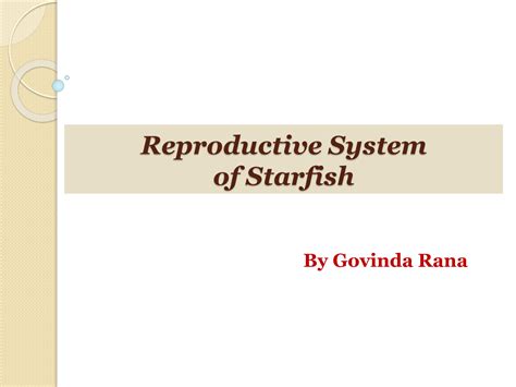 Solution Reproductive System Of Star Fish Studypool