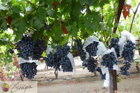 Лозето гроздето и виното Страница 62 Форум