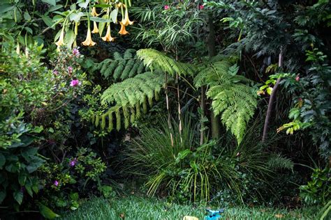 Inner Diablog Chechén And Chacá
