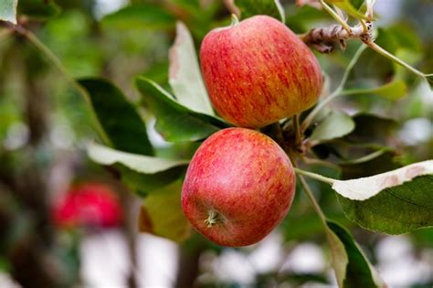 Premium Photo A Couple Of Apples On An Apple Tree