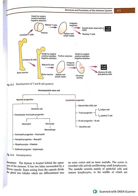 SOLUTION Structure And Functions Of Immune System Studypool
