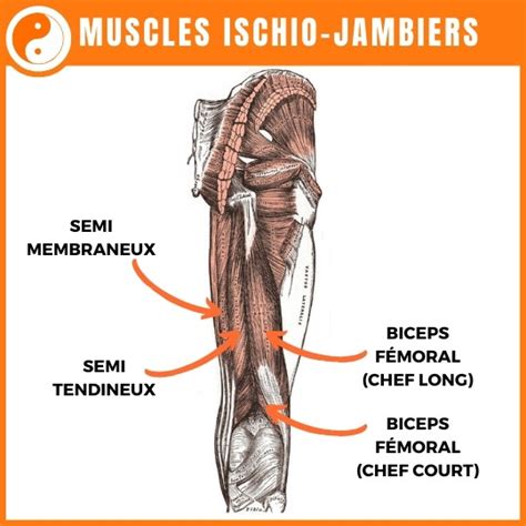 Étirement Ischio Jambiers Le Guide Ultime Pour La Souplesse