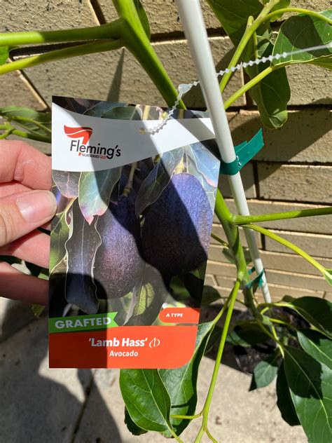 Dwarf Avocado Lamb Hass Fruitopia Nursery