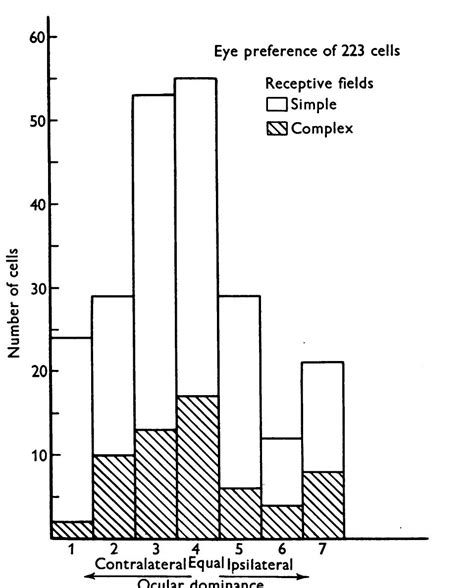 Pdf Receptive Fields Binocular Interaction And Functional Architecture In The Cats Visual Cortex