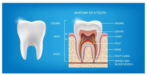 Pulpotomy Procedure Material Indications And Cost Pvpd