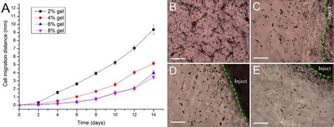 Evaluation Of Cell Migration In 3d Hydrogels A Migration Distance Of