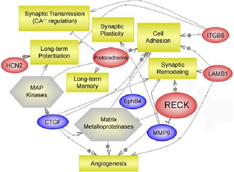 Signaling Pathways In Gene Expression At Sebastian Bardon Blog
