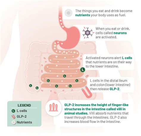 Discover How Gattex® Teduglutide Works