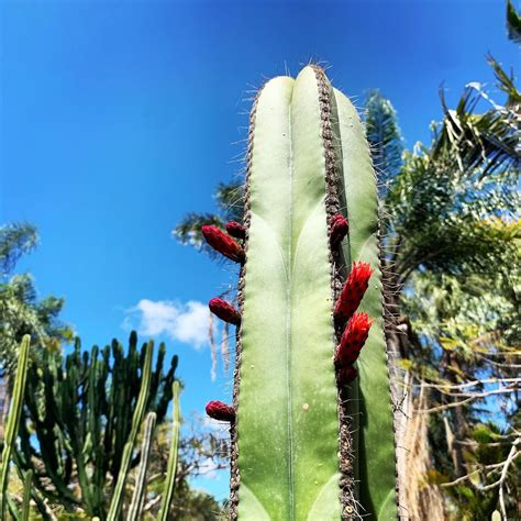 30 Stunning Flowering Cactus Plants That Will Surprise You