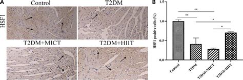 High Intensity Interval Training Hiit Decreased The Levels Of Natural Download Scientific