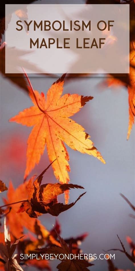 Maple Leaf Symbolism The Ultimate Guide To The Symbol Of Canada