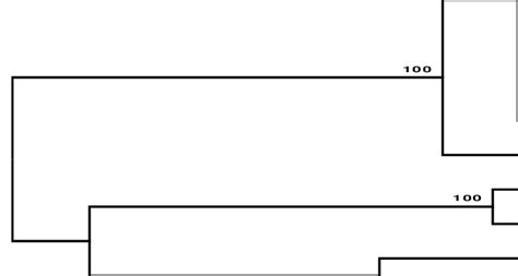 Phylogenetic Tree Showing The Diversity Of Bacterial S Gene Download Scientific Diagram