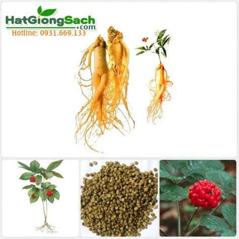 Hạt Giống Nhân Sâm Hàn Quốc Công Ty Hạt Giống Sạch