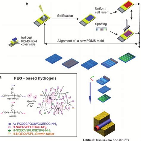 scheme of the artificial tissue like construct formation a scheme of