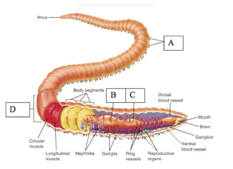 Segmented Worm