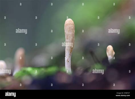 Trichoderma Leucopus Also Called Hypocrea Leucopus A Parasitic Sac